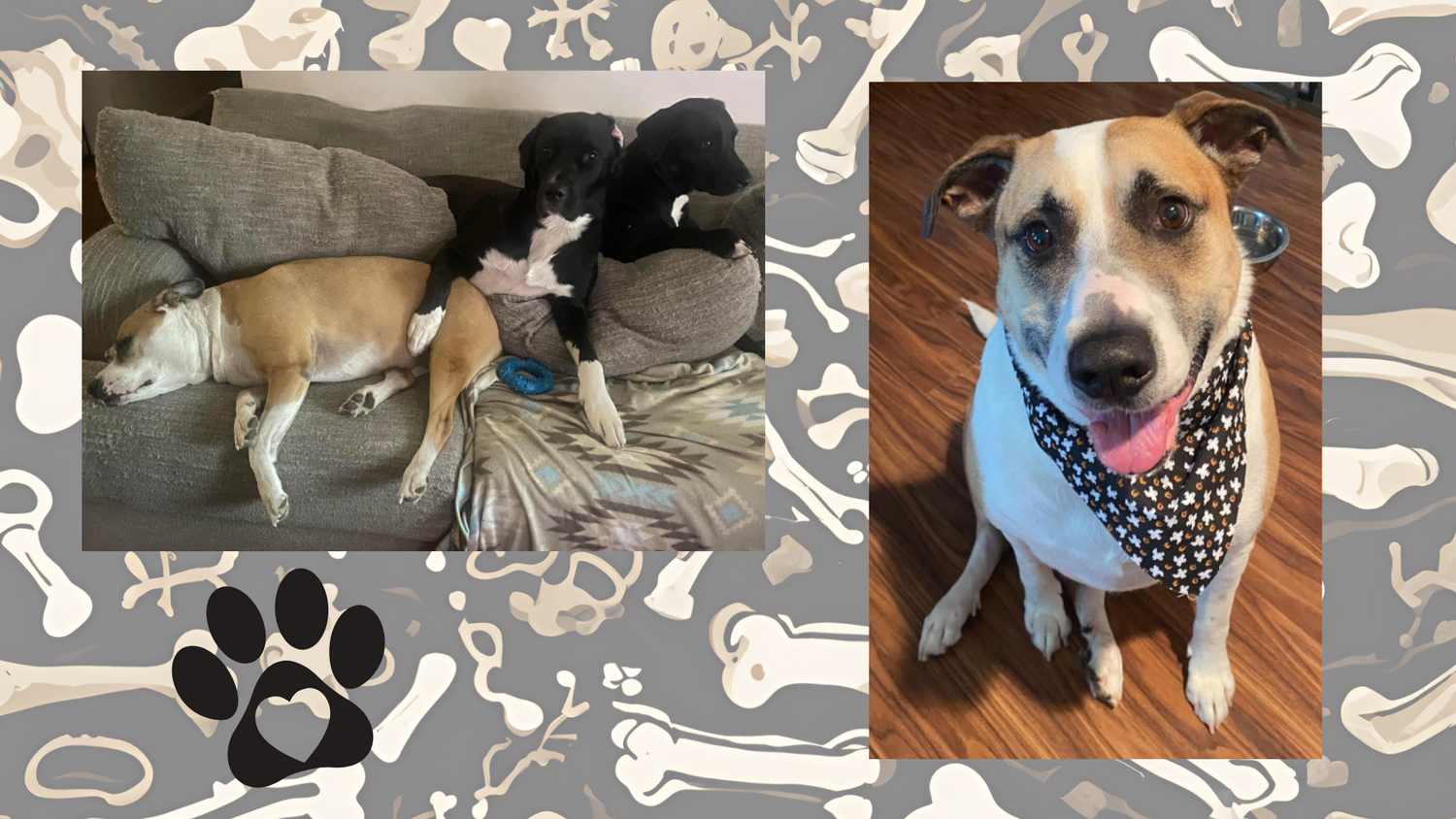 About Us – All Paws Pet Bakery